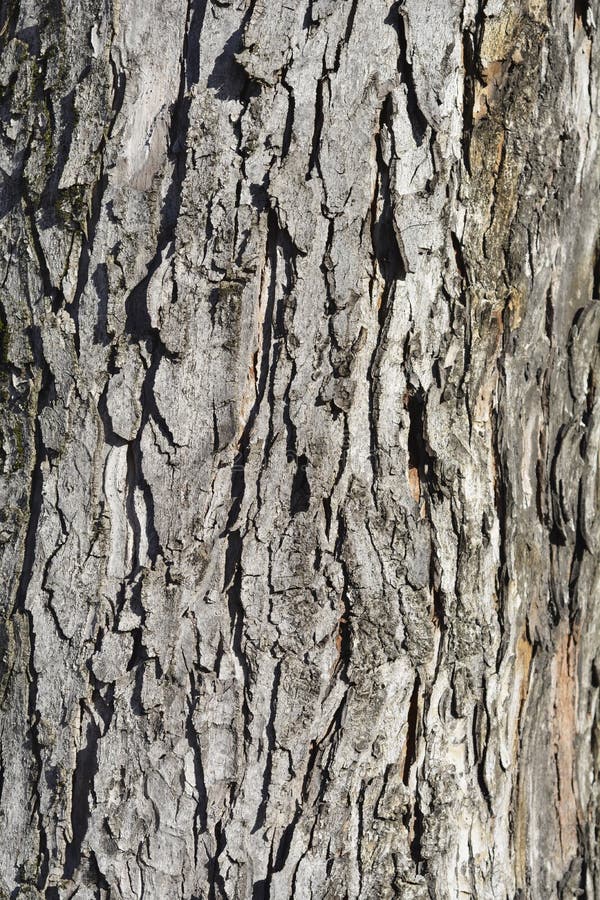 Silver maple stock photo. Image of gray, nature, botany - 267140788