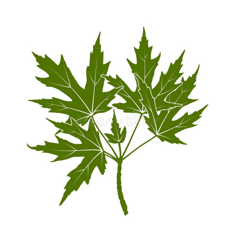 Silver Maple Tree Icon in Filled, Thin Line, Outline and Stroke Style ...