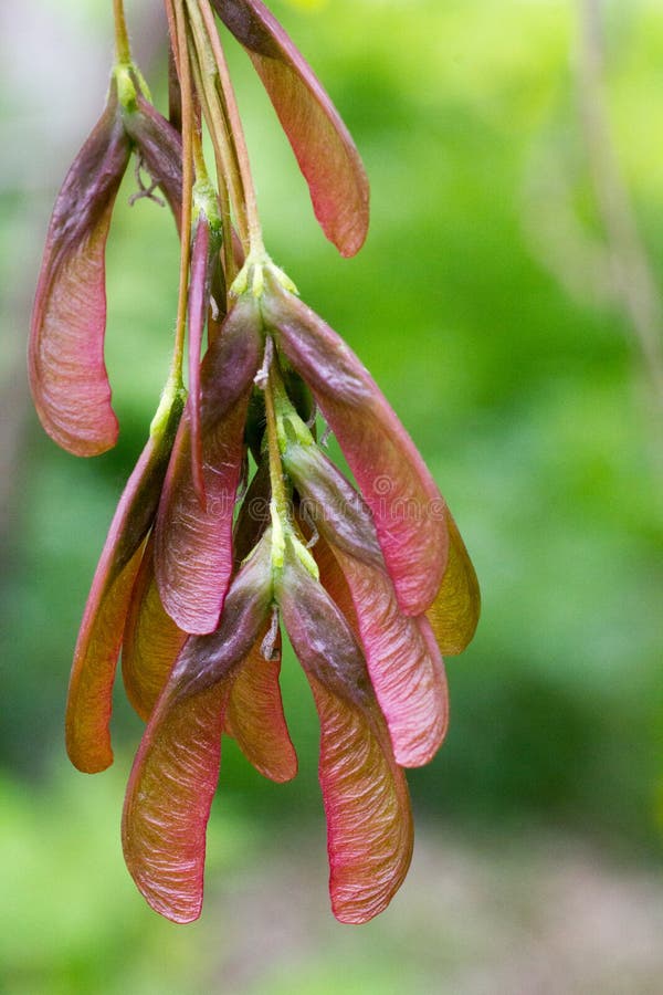 Samara-Acer palmatum Thunb stock image. Image of lanceolate - 114263991