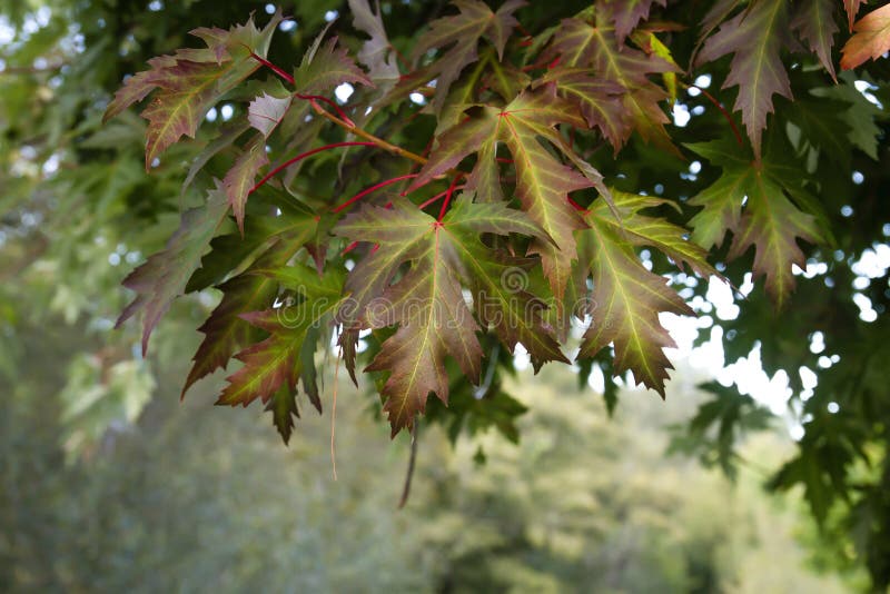 Silver Maple Autumn Foliage Stock Photo - Image of ecosystem, detail ...