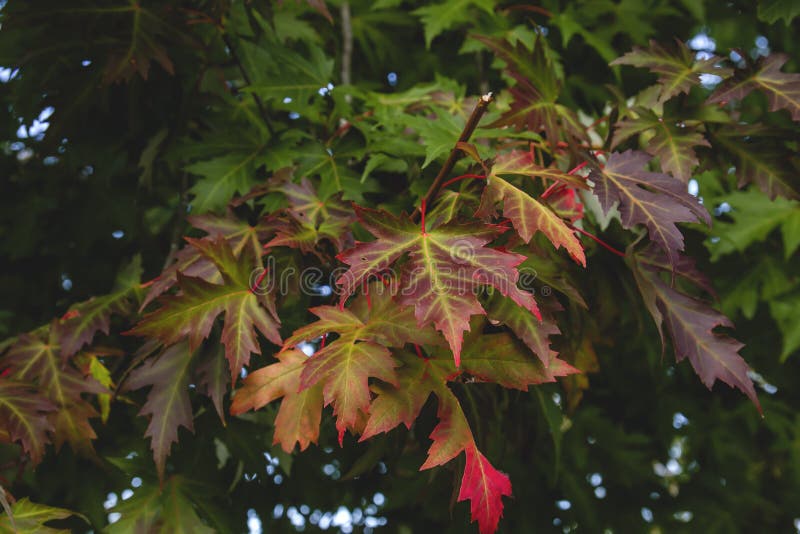 Silver Maple Autumn Foliage Stock Photo - Image of fall, landscaping ...
