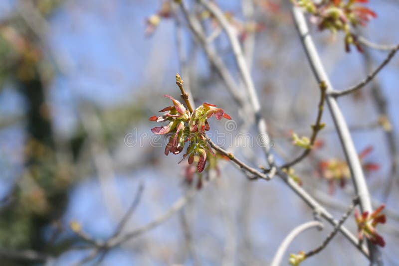 Silver maple stock image. Image of swamp, silver, nature - 222032021