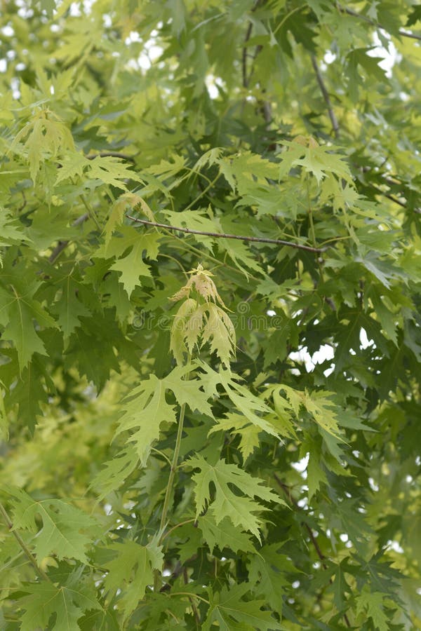 Silver maple stock image. Image of plant, maple, large - 321010995