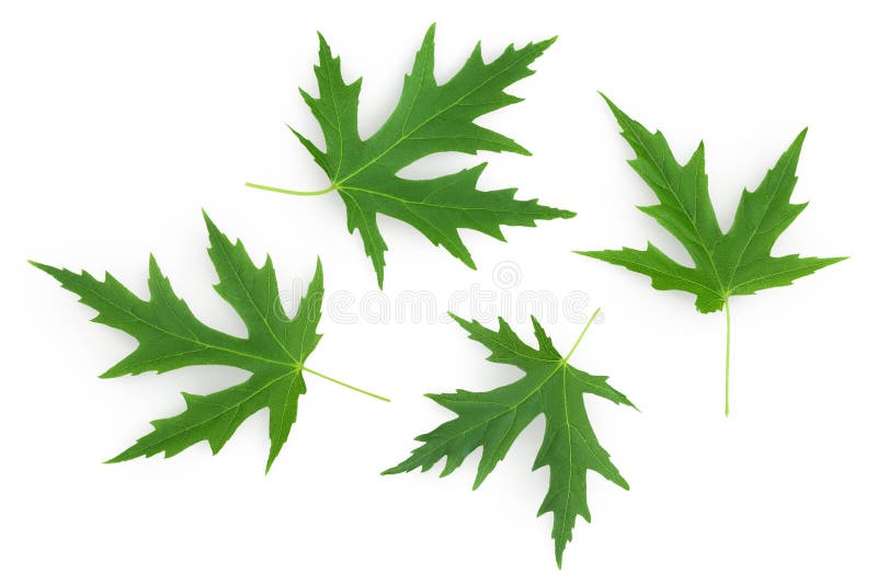 Silver Maple Leaf Isolated on a White Background. Top View Stock Image ...