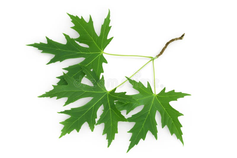Silver Maple Leaf Isolated on a White Background. Top View Stock Image ...