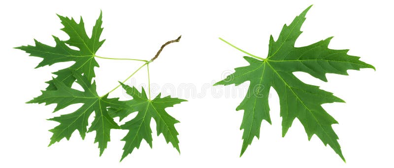 Silver Maple Leaf Isolated on a White Background. Top View Stock Photo ...