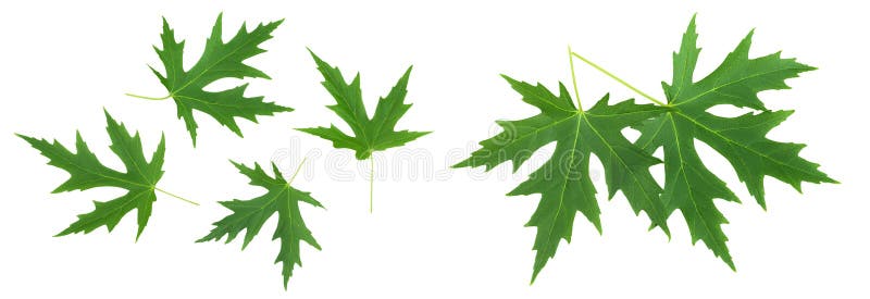 Silver Maple Leaf Isolated on a White Background. Top View Stock Photo ...