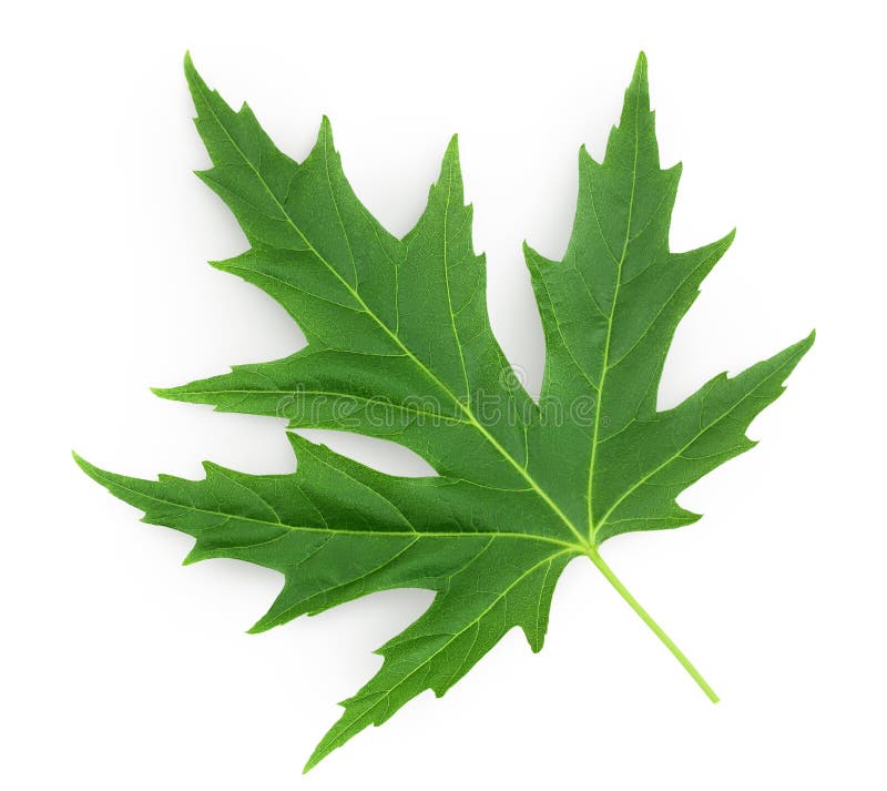 Silver Maple Leaf Isolated on a White Background. Top View Stock Image ...