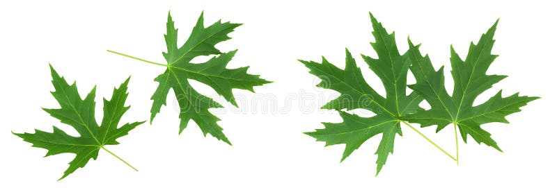 Silver Maple Leaf Isolated on a White Background. Top View Stock Photo ...