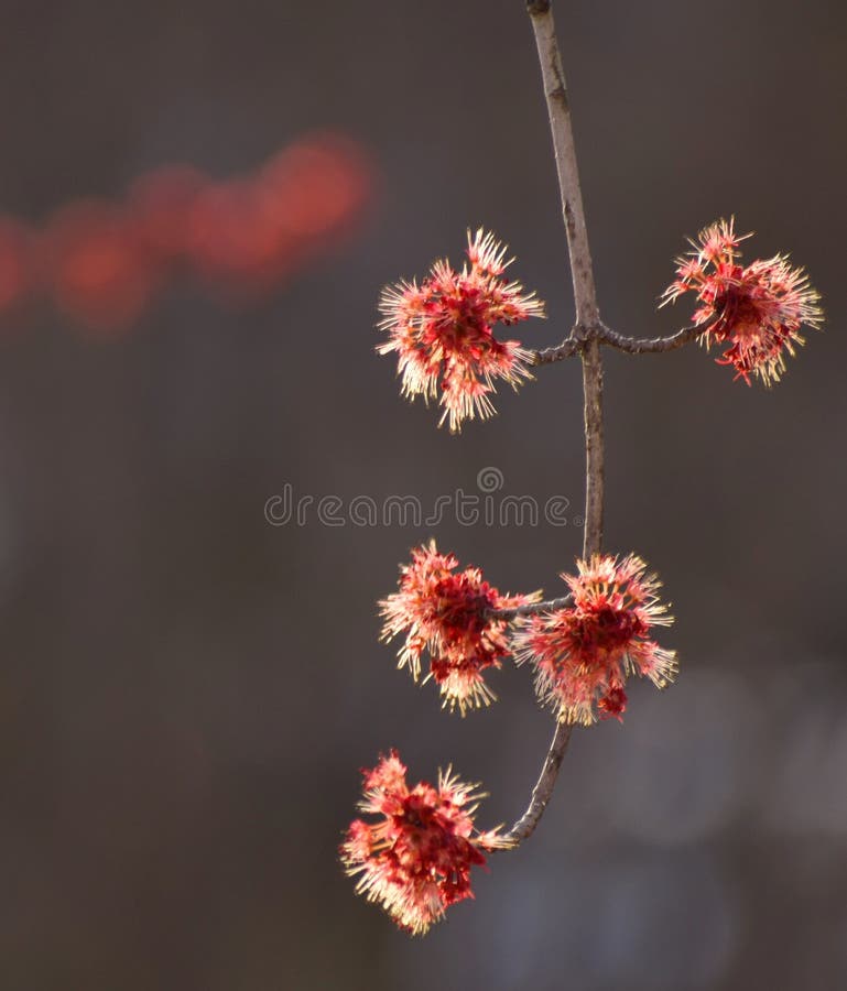 Silver Maple Showing Its Buds in the Spring. Also Known As Soft Maple ...