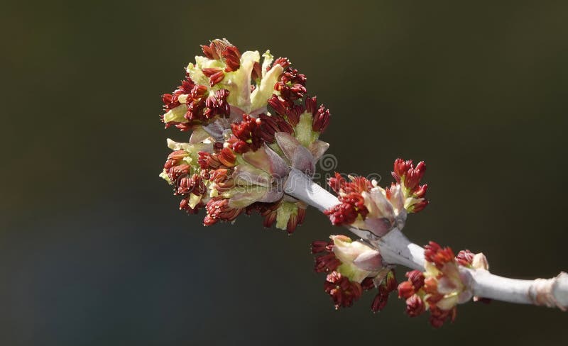 Silver Maple Tree Buds on a Branch Stock Image - Image of nature, blossoming: 273658183