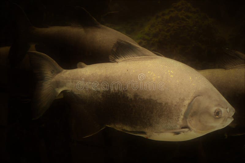 Silver Marine fish stock image. Image of yellow, black - 93997485