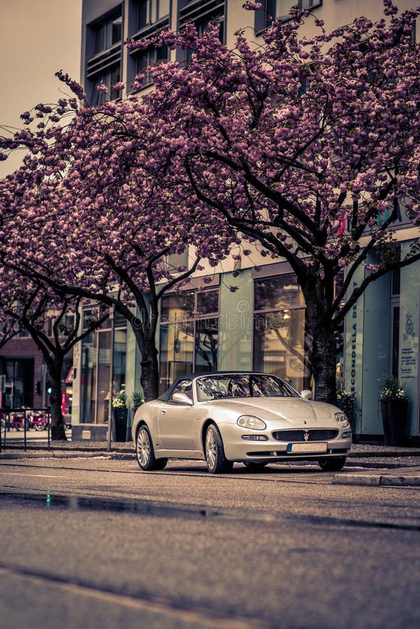 Silver Maserati Car Parked Under a Beautiful Cherry Blossom Tree during ...