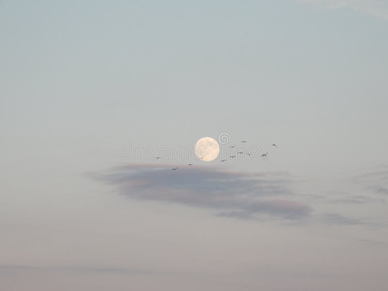 Silver moon with birds stock photo. Image of golden, celestial - 46269354