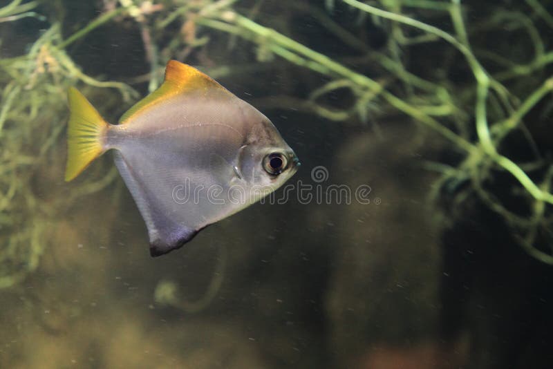 Silver Moony Also Known As the Malayan Angel. Stock Photo - Image of ...