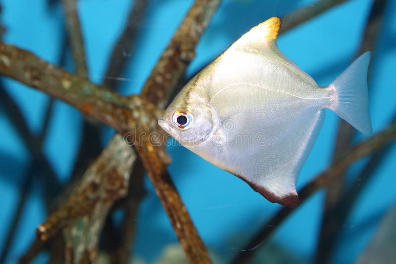 Silver moony stock photo. Image of japann, argenteus - 56511218