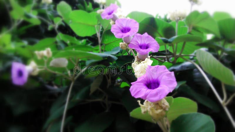 Silver Morning Glory stock image. Image of morning, glory - 43552271