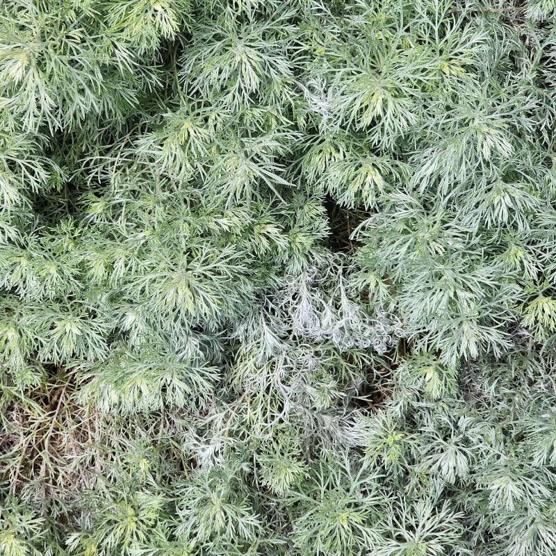 Silver Mound - Artemisia Schmidtiana Stock Image - Image of mound ...