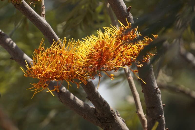 Silver Oak Silky Oak stock image. Image of silver, southern - 172674377