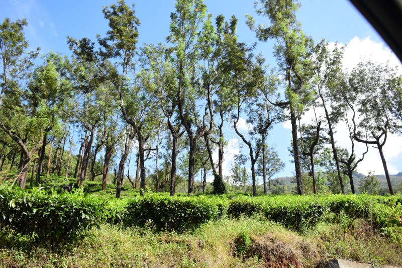 Silver Oak Tree with Blue Sky Behind Stock Image - Image of wood, clear ...