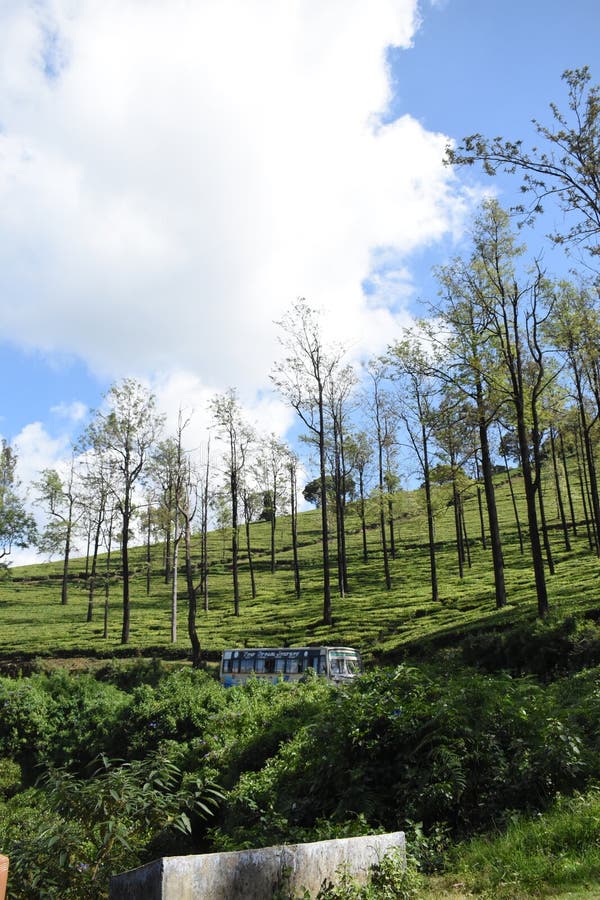 Silver Oak Tree with Blue Sky Behind Stock Image - Image of botany ...
