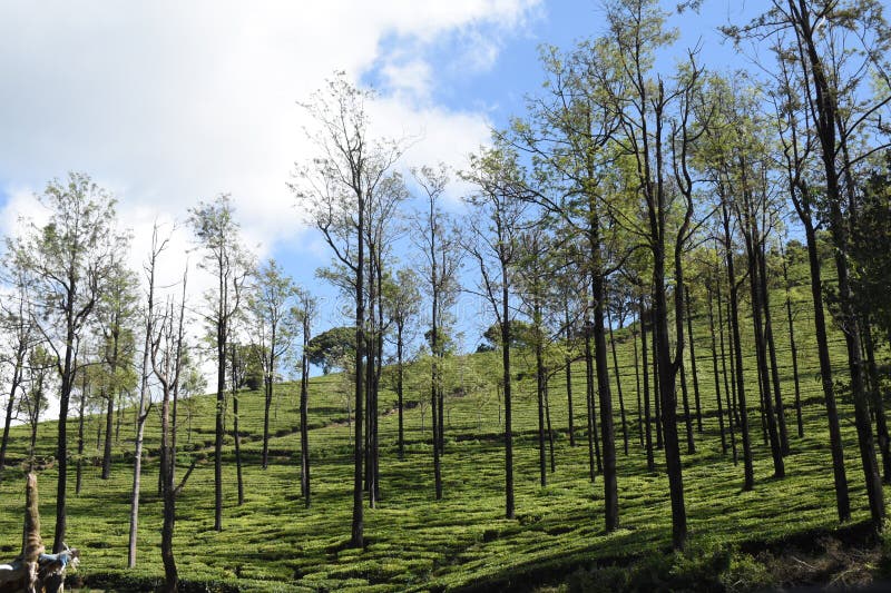 Silver Oak Tree with Blue Sky Behind Stock Image - Image of natural ...