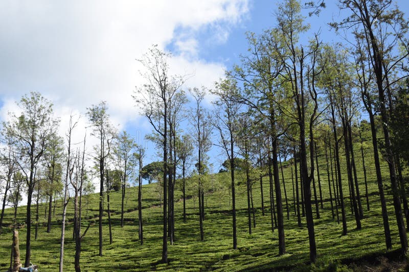 Silver Oak Tree with Blue Sky Behind Stock Photo - Image of woods ...