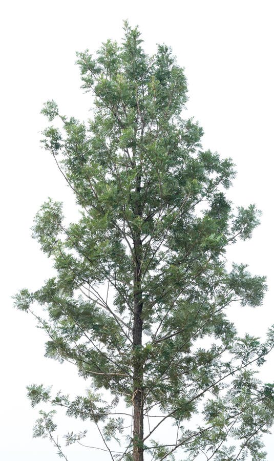 Silver oak tree stock image. Image of outdoor, closeup - 251533539