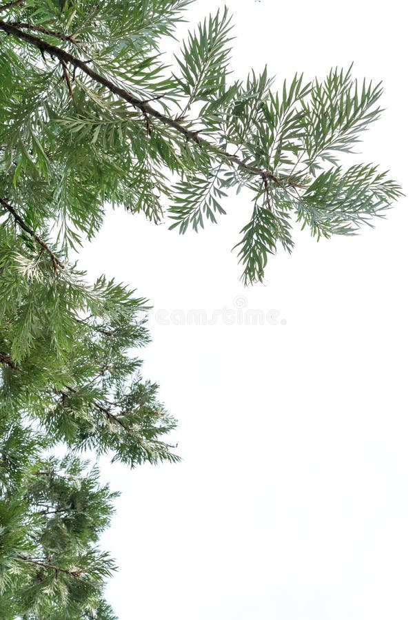 Silver oak tree stock image. Image of outdoor, closeup - 251533539