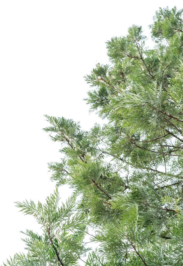 Silver oak tree stock image. Image of outdoor, closeup - 251533539