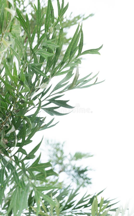 Silver oak tree stock photo. Image of foliage, beauty - 251533620