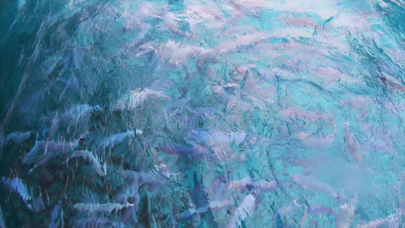 Silver Ocean Fish Swims at the Camera. Stock Footage - Video of fish ...