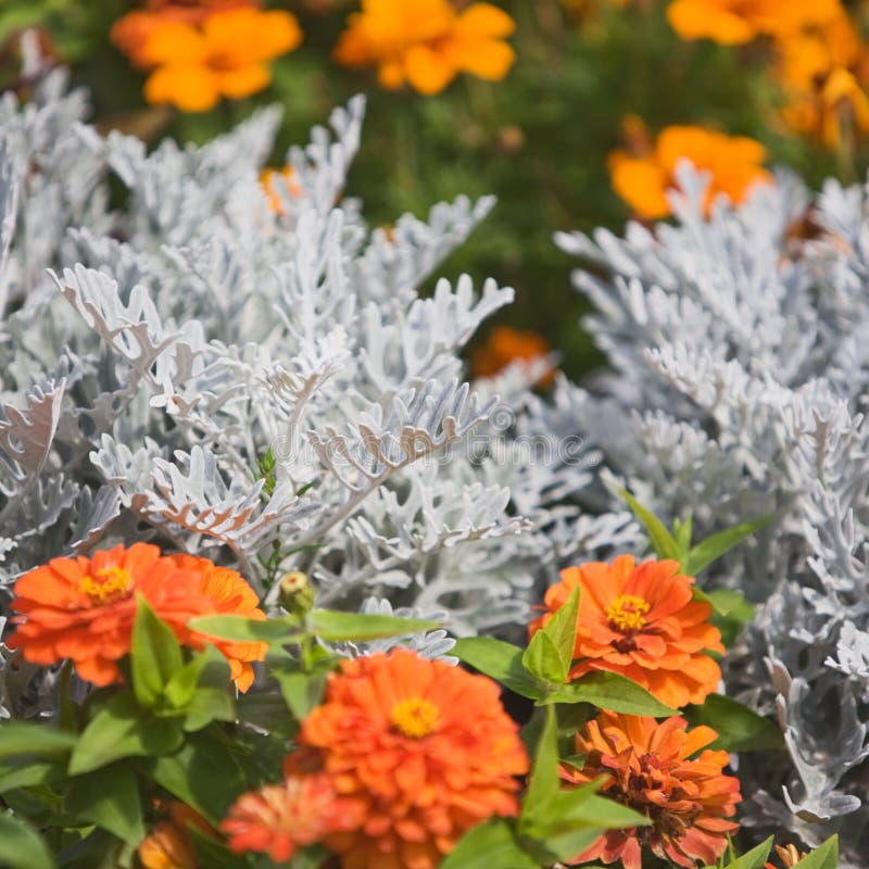 Silver and orange stock photo. Image of variation, close - 21860472