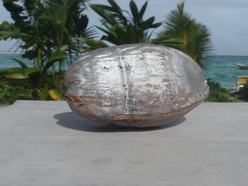 Silver Painted Coconut Shell on a Table Overlooking the Sea Stock Photo ...