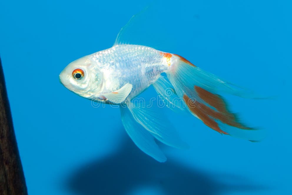 Silver Pearl Goldfish in Aquarium Stock Image - Image of auratus ...
