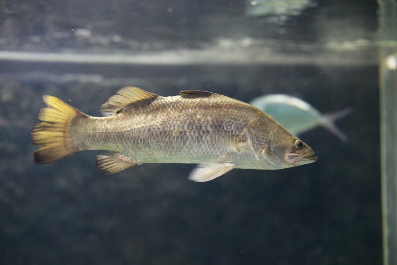 Silver perch stock image. Image of head, aquarium, silver - 61771149
