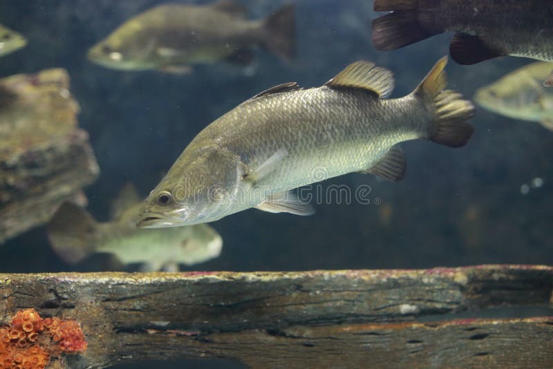 Silver perch or baramundi stock image. Image of perch - 72234003