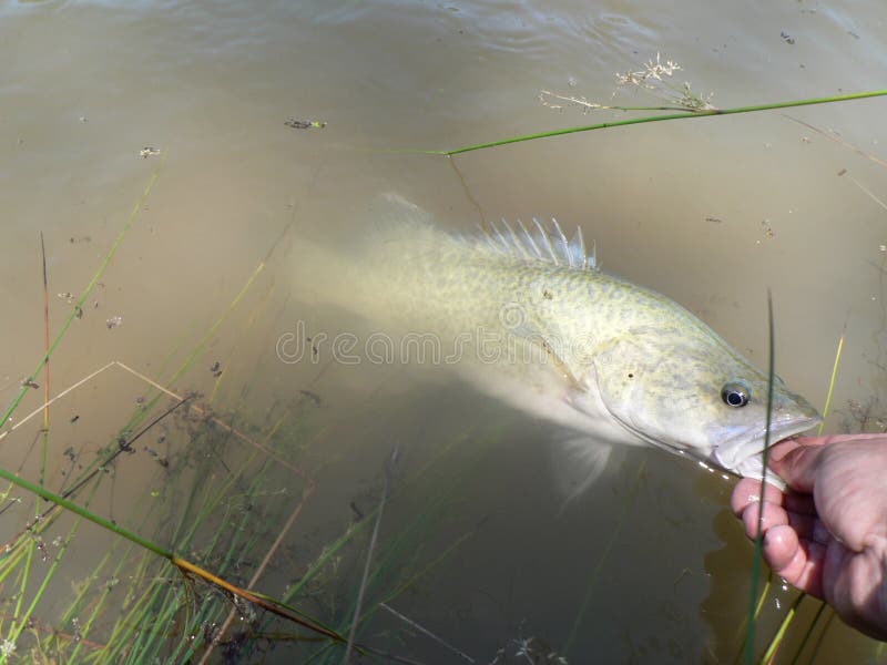 Silver perch stock photo. Image of fish, endemic, freshwater - 53334538