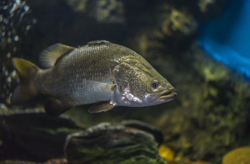 Silver Perch in Fresh Water Aquarium Stock Photo - Image of marine ...