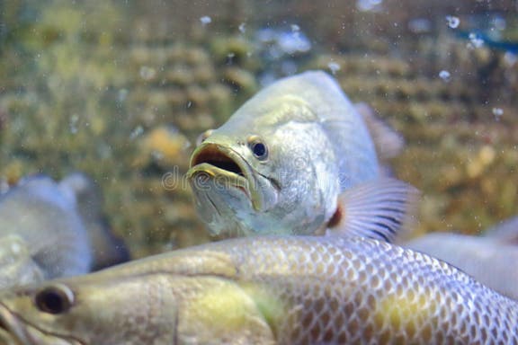 Silver perch stock image. Image of silver, perch, aquarium - 60251763