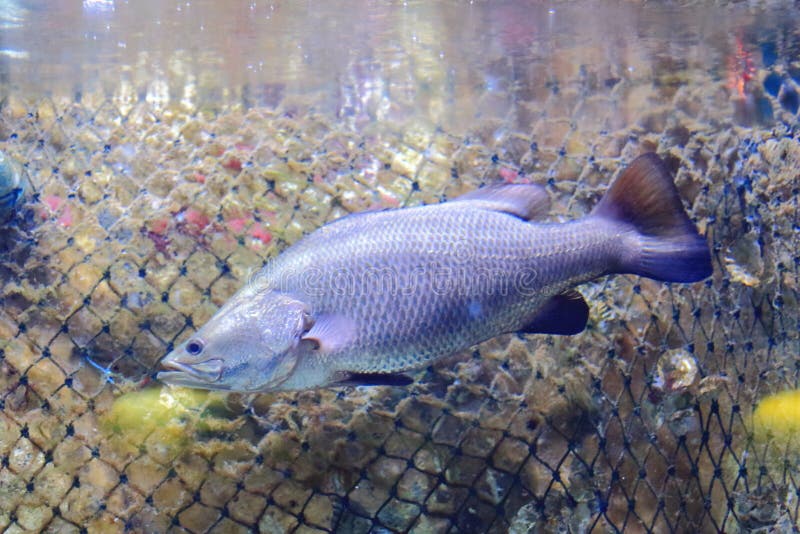 Silver perch stock image. Image of perch, aquarium, fish - 61771045