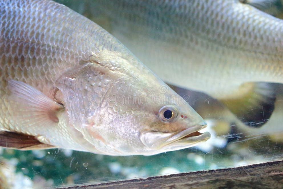 Silver perch stock image. Image of head, aquarium, silver - 61771149