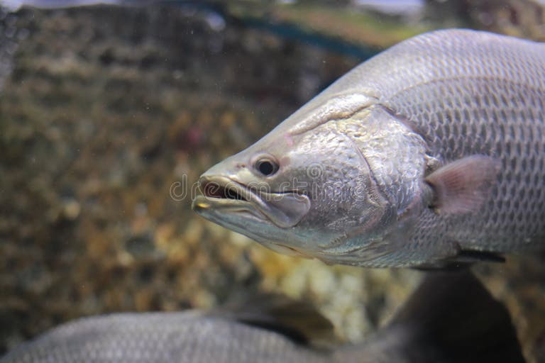 Silver perch stock photo. Image of perch, head, silver - 71029898