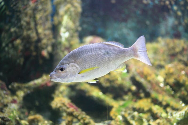 Northern Tropical Systems Stock Photos - Free & Royalty-Free Stock ...