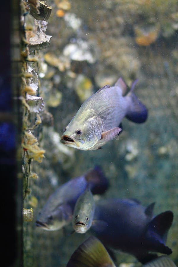 Silver perch stock image. Image of perch, tropical, systems - 56036217