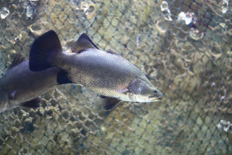 Silver perch stock image. Image of family, occur, terapontidae - 56036297