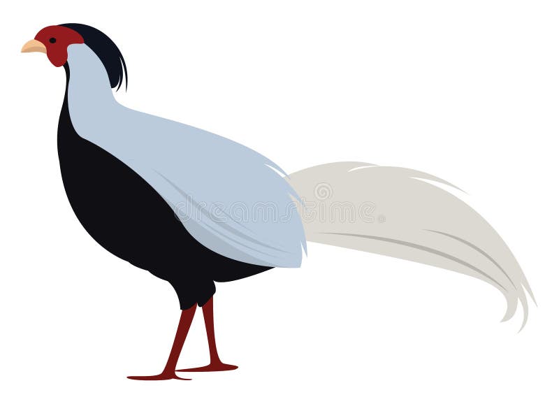 Pheasant Illustration stock vector. Illustration of wildlife - 98894048