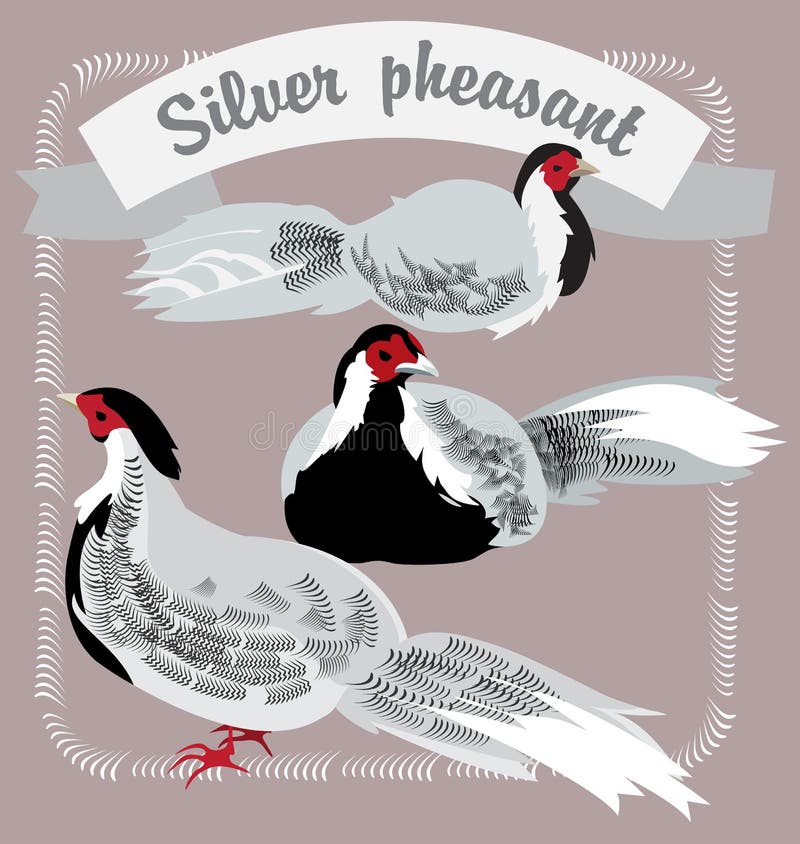 Silver Pheasants Stock Illustrations – 4 Silver Pheasants Stock ...