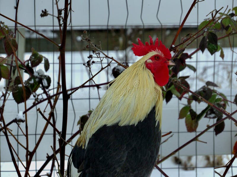 Silver Phoenix Rooster in the Snow Stock Photo - Image of phoenix ...