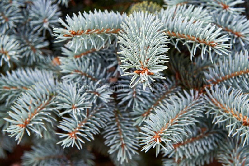Silver Pine Branches Close by Stock Photo - Image of cone, branch ...